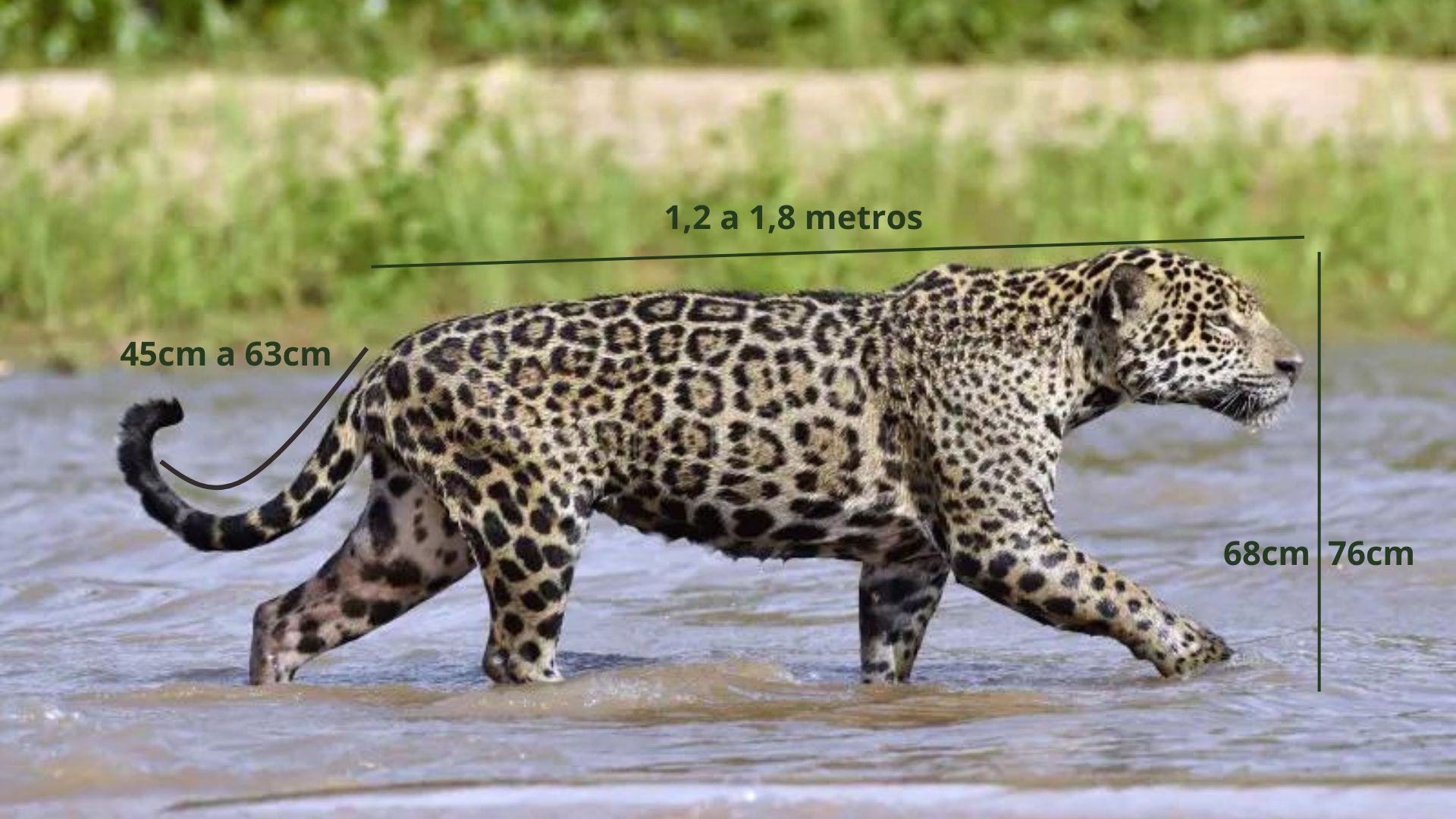 Animais do Brasil